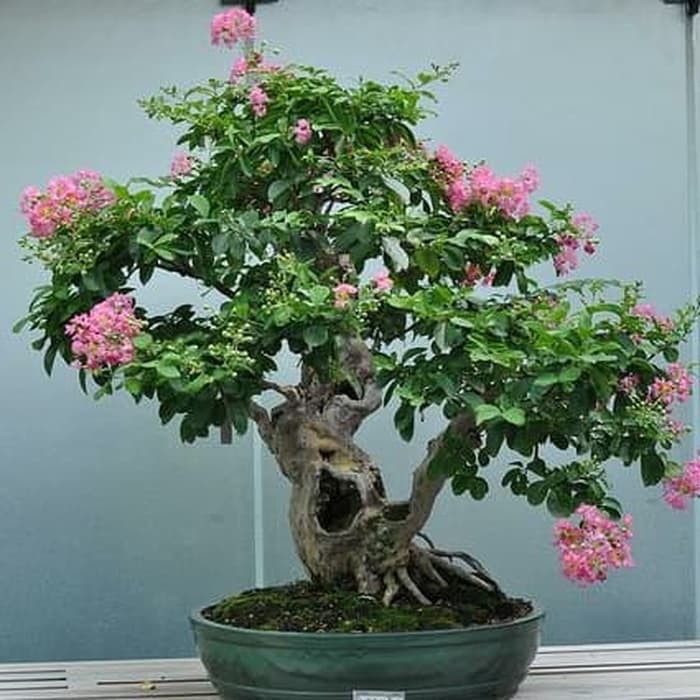 Jual Bahan Bonsai Bunga Sakura Mikro Bonsa Bunga Sakura Murah | Shopee Indonesia