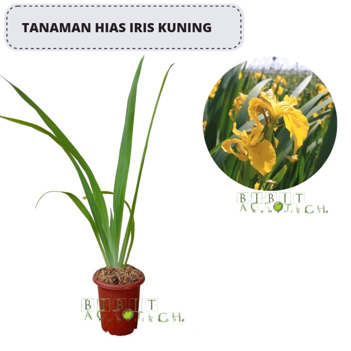 Jual Tanaman Bunga Iris Kuning / Airish Kuning/ Neomarica longifolia ...