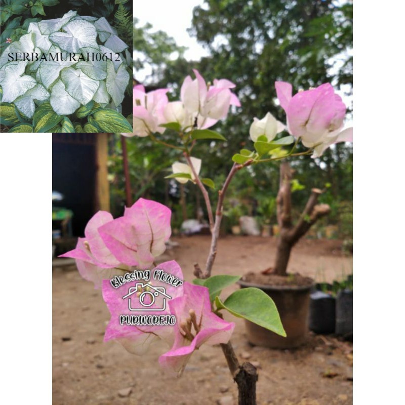 Jual Bougenville Begawan Solo (bibit) bugenvil bengawan solo bibit ...