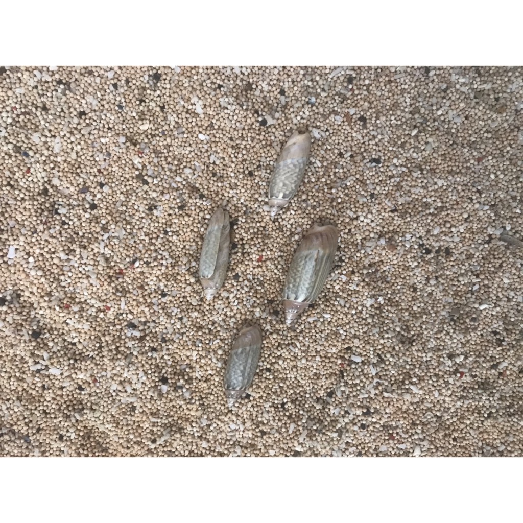 Jual Bahan Kerang (Buli Korden Panjang) | Shopee Indonesia