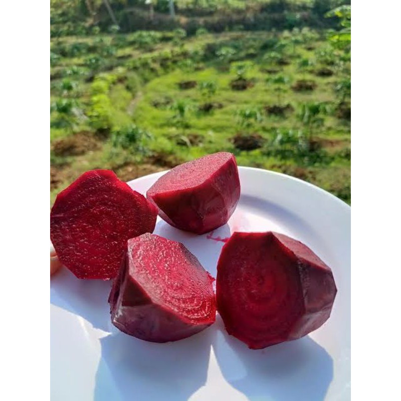 Jual buah bit | Shopee Indonesia