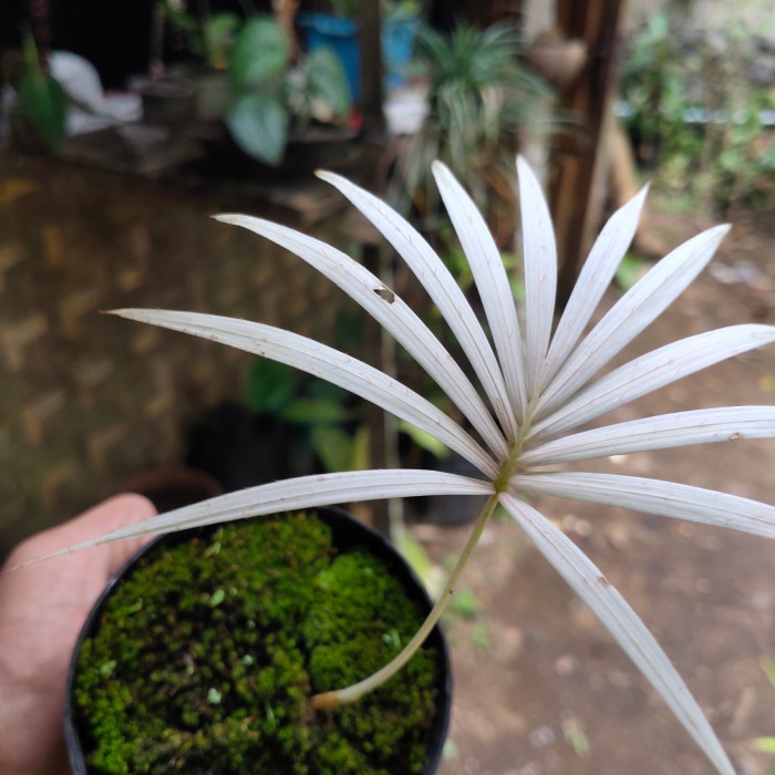 Jual Palem rotan variegata, tanan langka (stok 1) | Shopee Indonesia