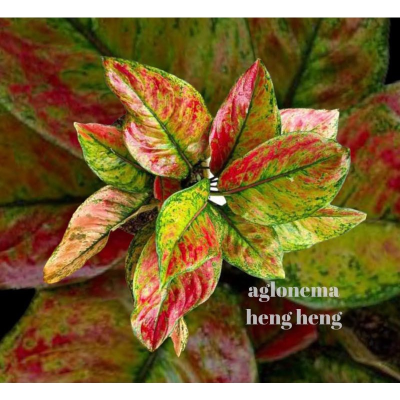 Jual Tanaman aglonema heng heng daun rimbun / pohon Aglonema heng heng ...