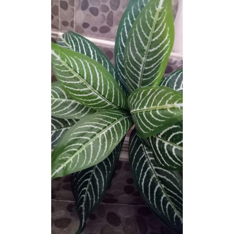 Jual Daun keladi zebra palsu (tanpa pot) | Shopee Indonesia