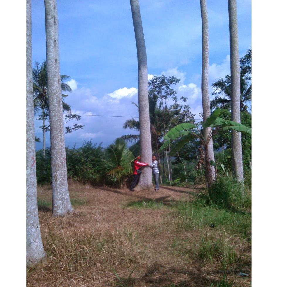 Jual I-UXQ) ) Benih Albasia Sengon Solomon 500 biji Asli //pasti ...