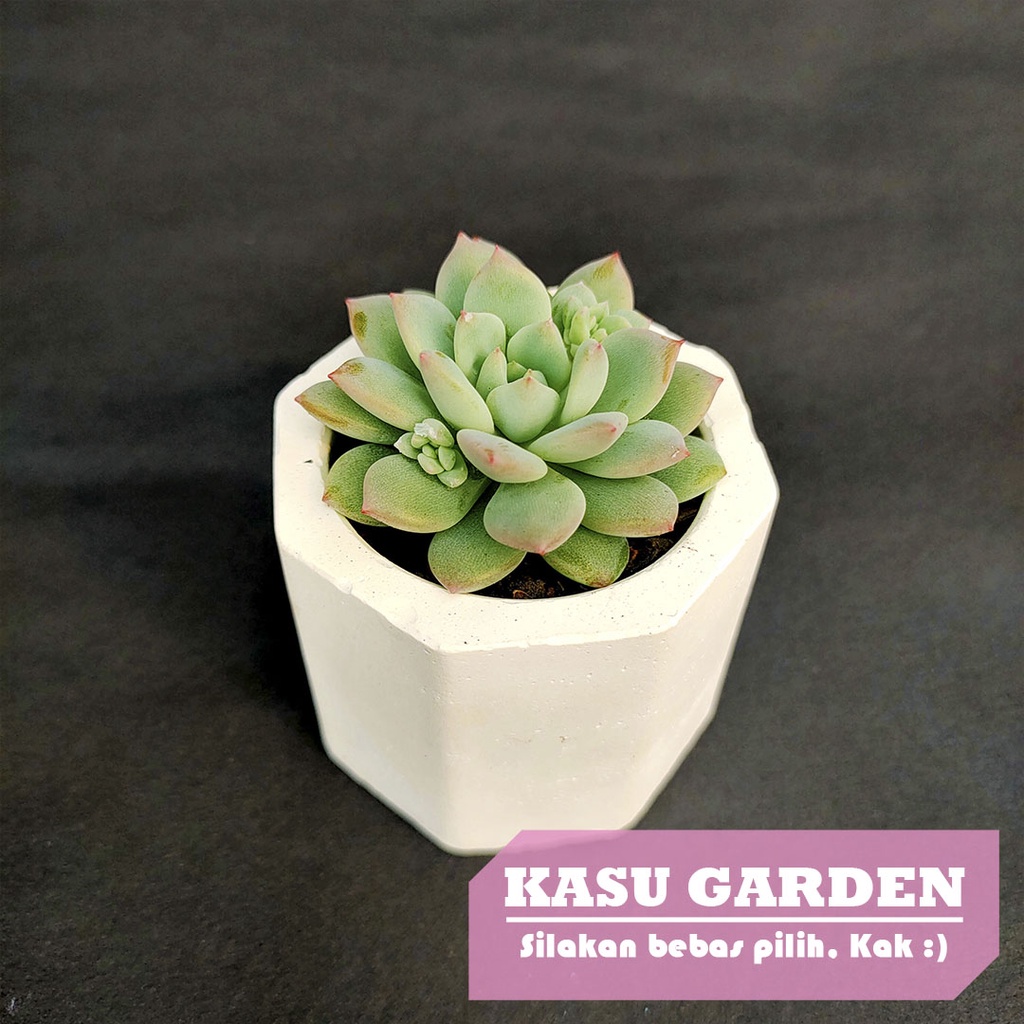 Jual Kaktus Sukulen mini fullset (free pot semen, tanah, batu hias ...