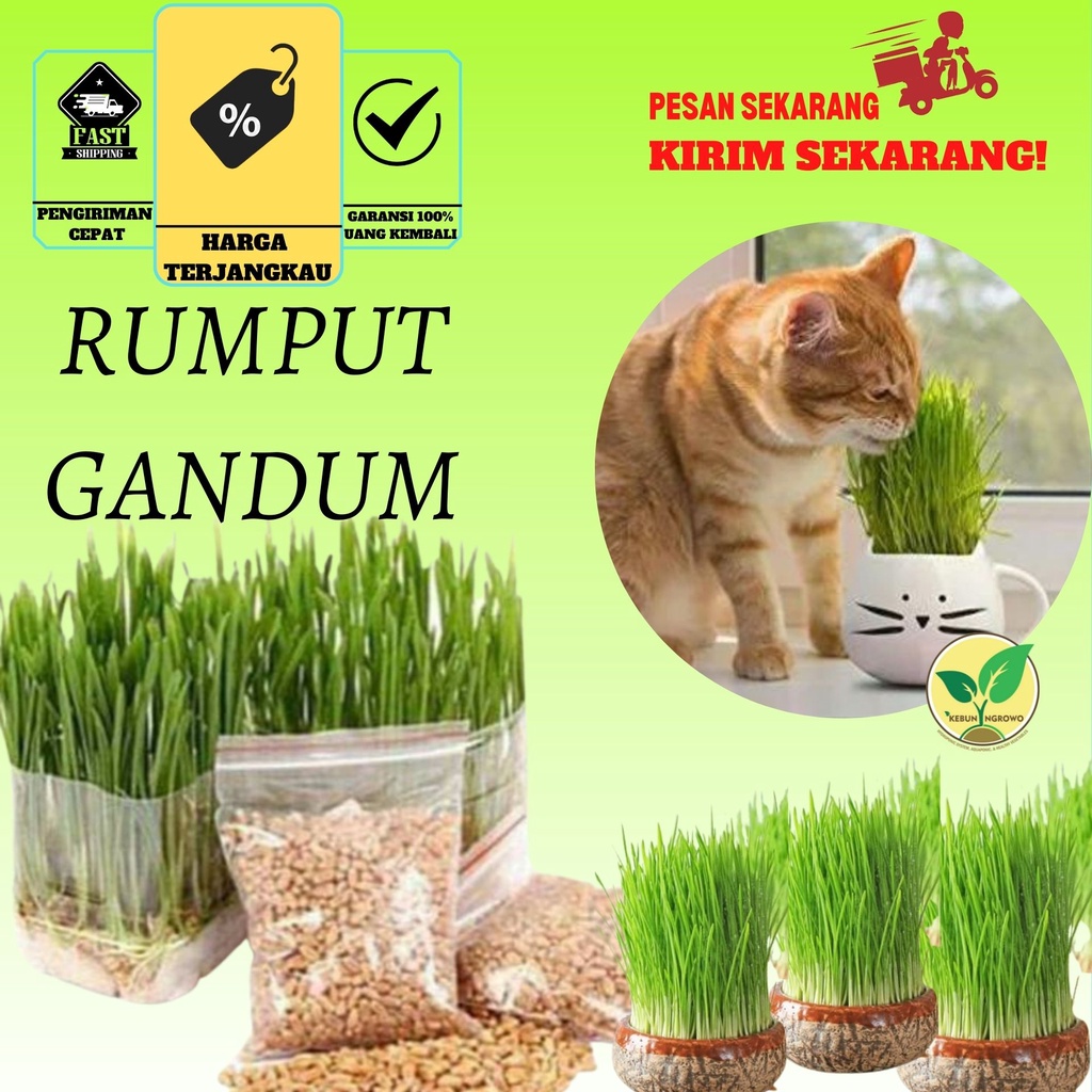 Jual Benih Bibit Seed Rumput Gandum untuk Kucing Microogren /Wheat ...
