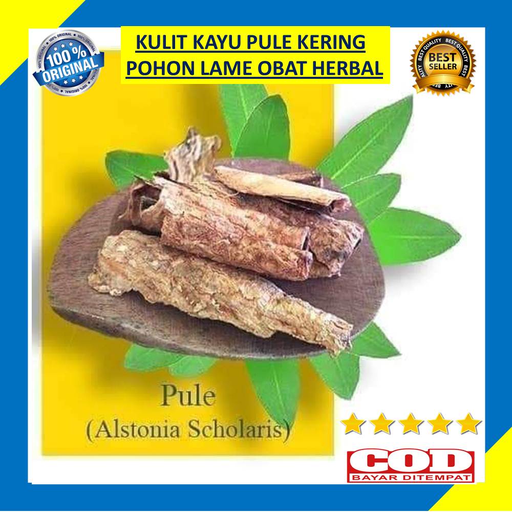 Jual Kulit Kayu Pule Kering 250 Gram Pulai Lame Obat Herbal | Shopee ...