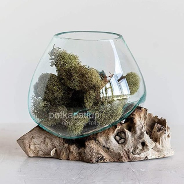 Jual POT KACA - SIZE M POT SEKULEN KAKTUS / AQUASCAPE / POT KACA UNIK ...