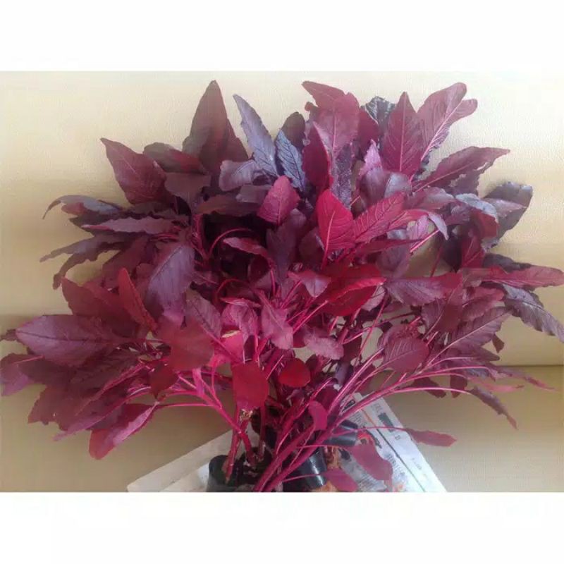 Jual 2500 Benih Bayam Merah F1 bibit tanaman sayur sayuran hidroponik ...