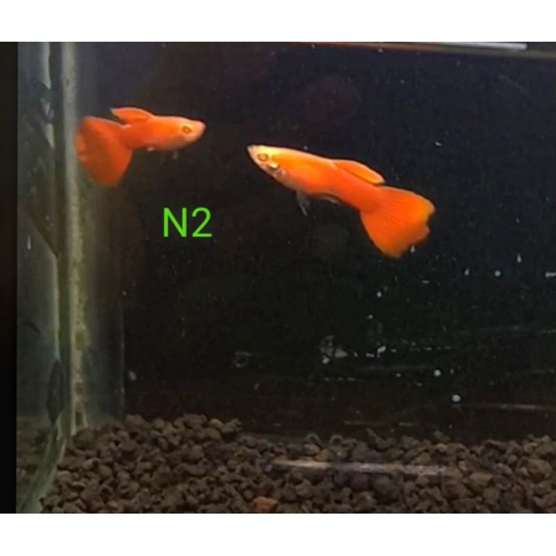 Jual ikan hias Guppy AFR ( albino full red ) 2 ekor + betina | Shopee Indonesia