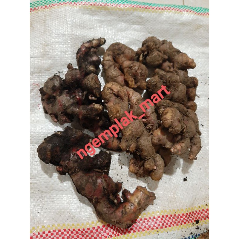 Jual [UBAH JNT ATAU SICEPAT] Jahe merah 1kg jahe merah segar jahe merah ...