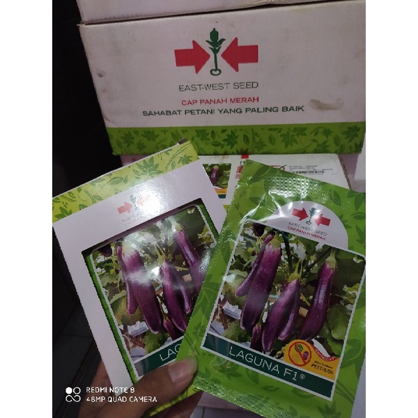Jual Bibit dan benih terong ungu laguna F1 1100 biji - panah merah | Shopee Indonesia