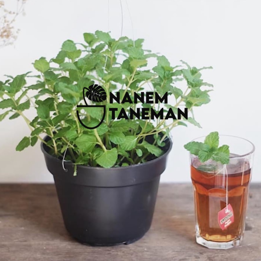 Jual Nanem Taneman - Mint - Bisa dikonsumi - Tanaman Herbs | Shopee ...