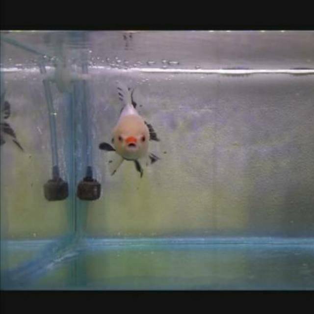 Jual ikan mas koki 3 color & panda imut | Shopee Indonesia