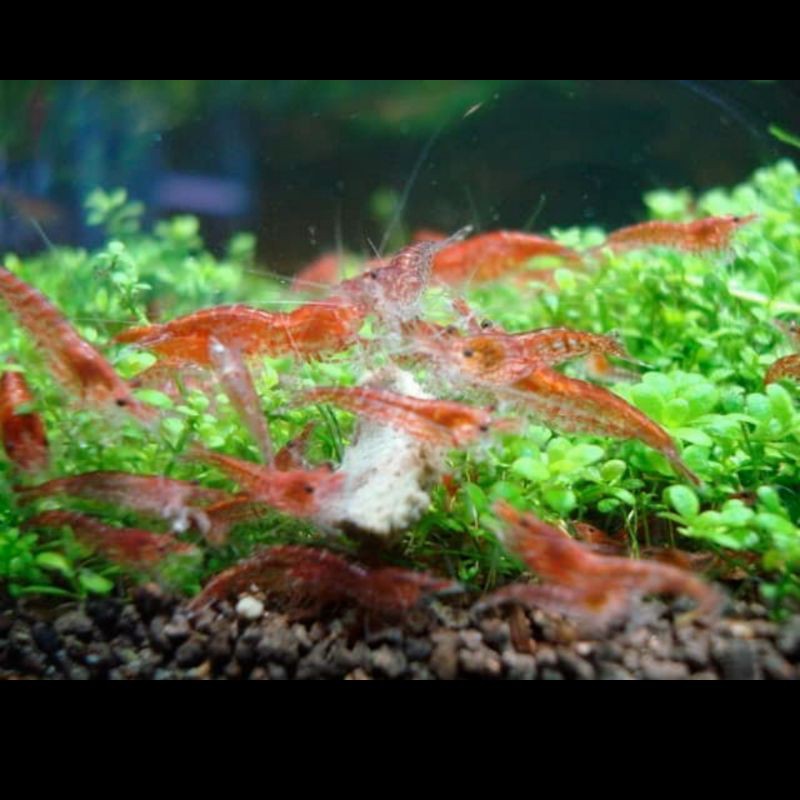 Jual Udang Hias Mini Shrimp Red Cherry Aquarium Aquascape | Shopee ...