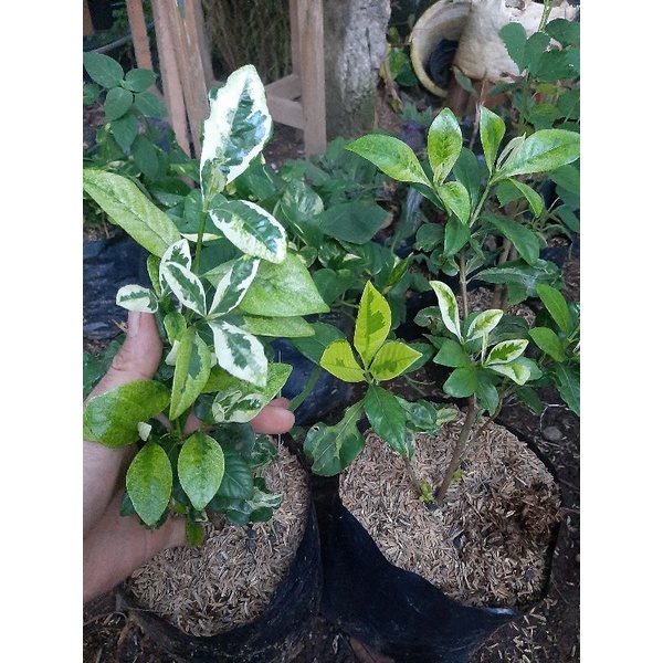 Jual Bibit tanaman melati kaca piring varigata / jempiring varigata ...