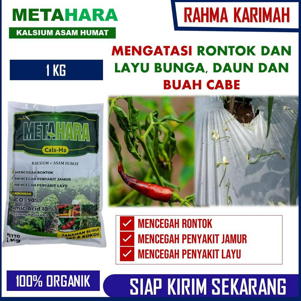 Jual Bunga dan Buah Cabe, Pupuk Pengendali Rontok dan Layu dan Bulai ...