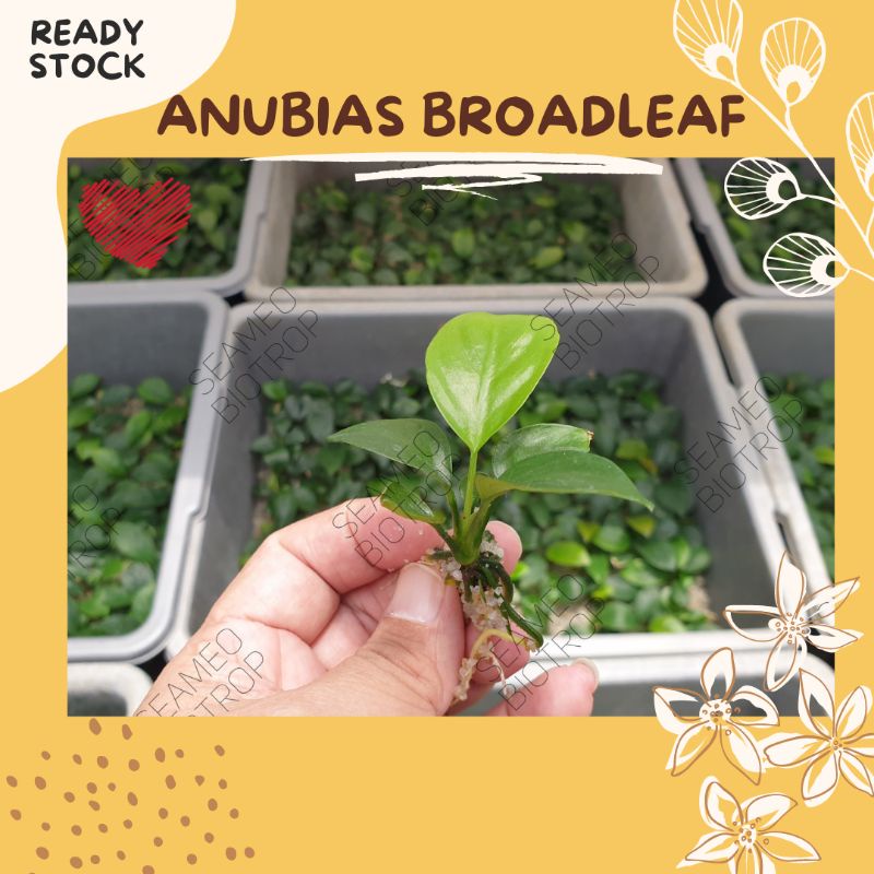 Jual Anubias broadleaf | Shopee Indonesia