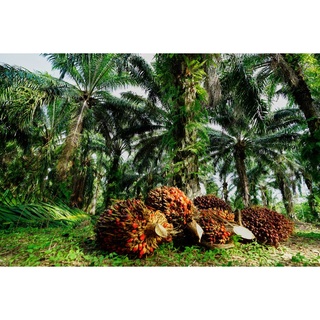 Jual Pupuk sawit, pupuk booster obat sawit busuk, Pupuk Organik Pelebat Sawit dan Booster ...