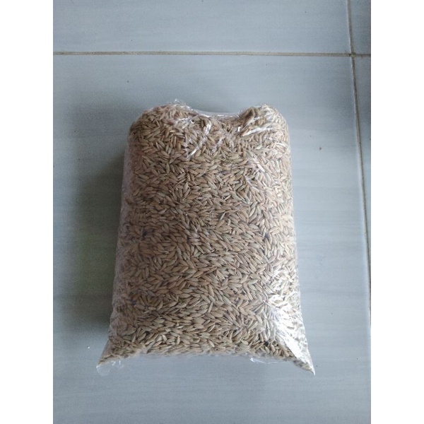 Jual padi ketan hitam asli hitam per 1 kg | Shopee Indonesia