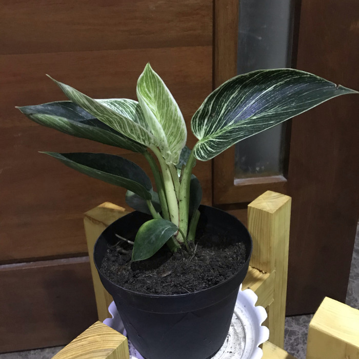 Jual Tanaman bunga Philodendron philo birkin murah remaja bunga sesuai ...