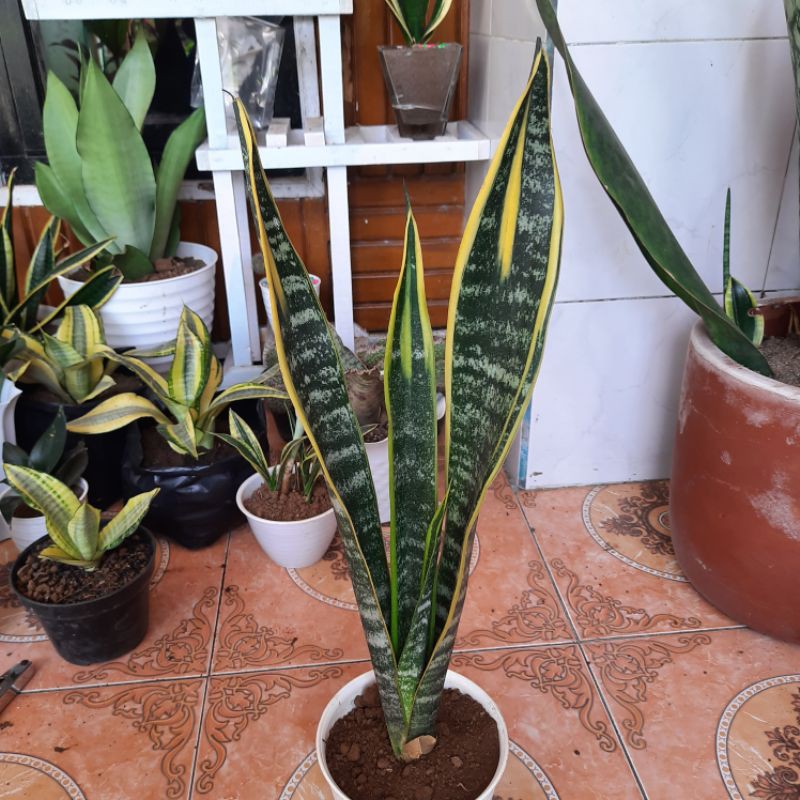 Jual Sansivera strip gold indukan sansivera langka | Shopee Indonesia