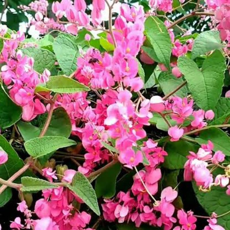 Jual Bibit Bunga AIR MATA PENGANTIN BERBUNGA PINK [ Beli 5 Gratis 1 ...