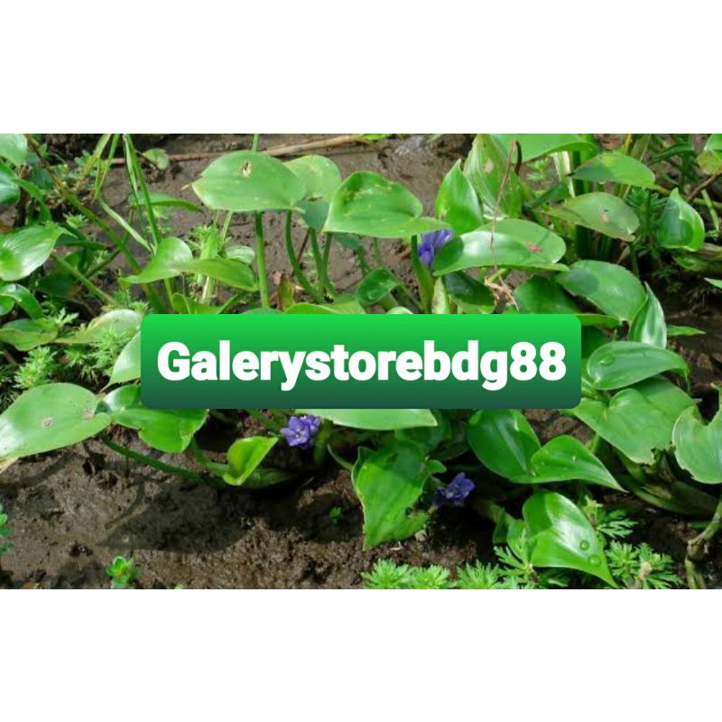 Jual Daun eceng sawah sayuran eceng segar 500 gram | Shopee Indonesia