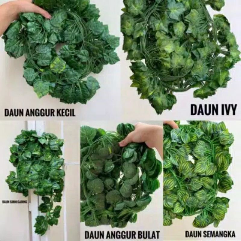 Jual Daun Rambat | Shopee Indonesia