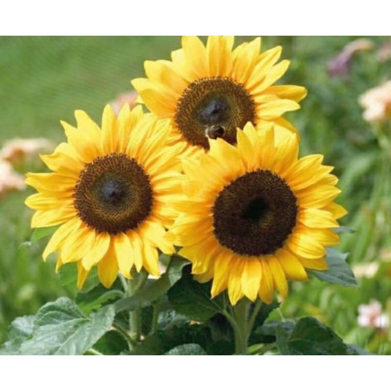 Jual BIBIT BUNGA MATAHARI COD PROMO TANAMAN SUNFLOWER BUNGA MATAHARI IMPORT SHOPPE ONGKIR ...