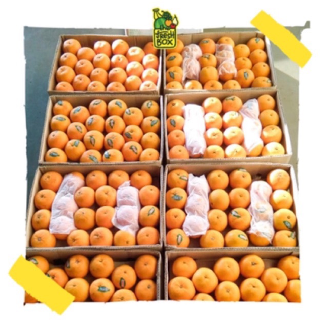Jual SUPPLIER BUAH IMPORT | Jeruk Kino isi 60/66 pcs/box | Shopee Indonesia