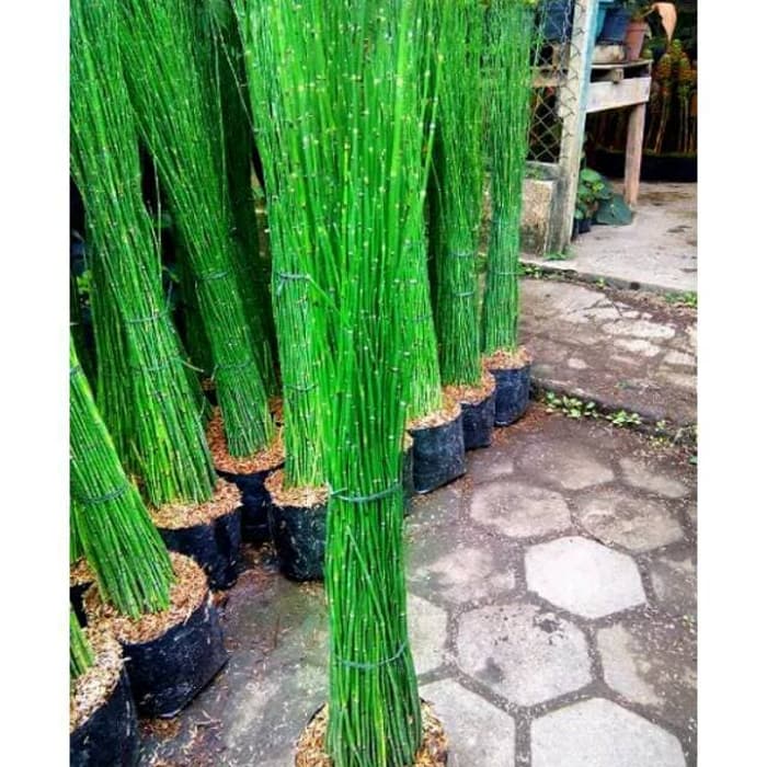 Jual new produk tanaman hias bambu air - lidi air - tanaman air ...