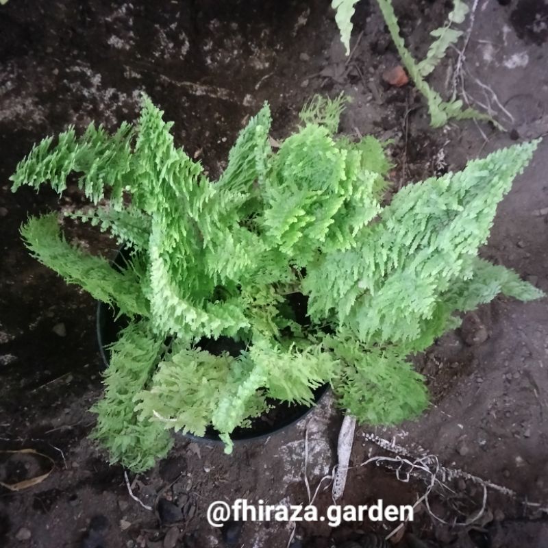 Jual Pakis Embun | Tanaman Pakis / Paku-Pakuan | Shopee Indonesia