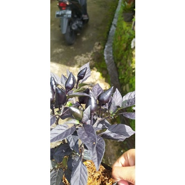 Jual Cabe Ungu Kondisi sudah berbuah banyak dan siap panen | Shopee ...