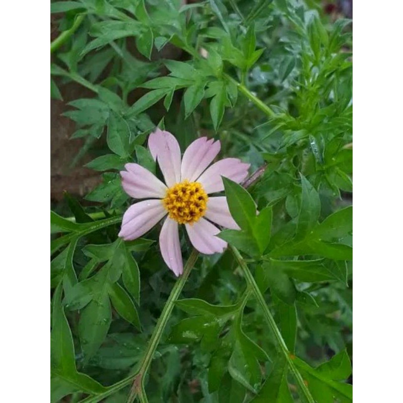 Jual benih kenikir pink/benih randa midang (25pcs) | Shopee Indonesia