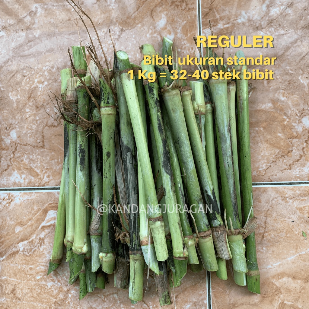 Jual (BB-Biogen) Rumput BioGrass | Bibit Pakan Ternak Unggulan ...