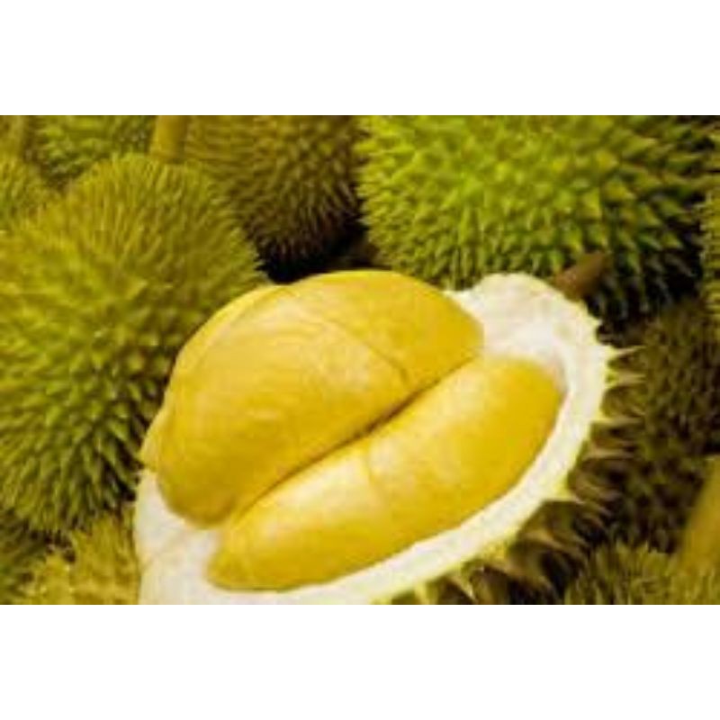 Jual durian musang king super quality 1kg | Shopee Indonesia