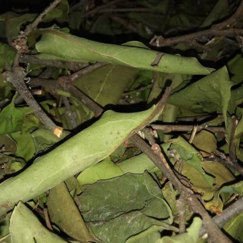 Jual benalu pohon jengkol kering 100g | Shopee Indonesia