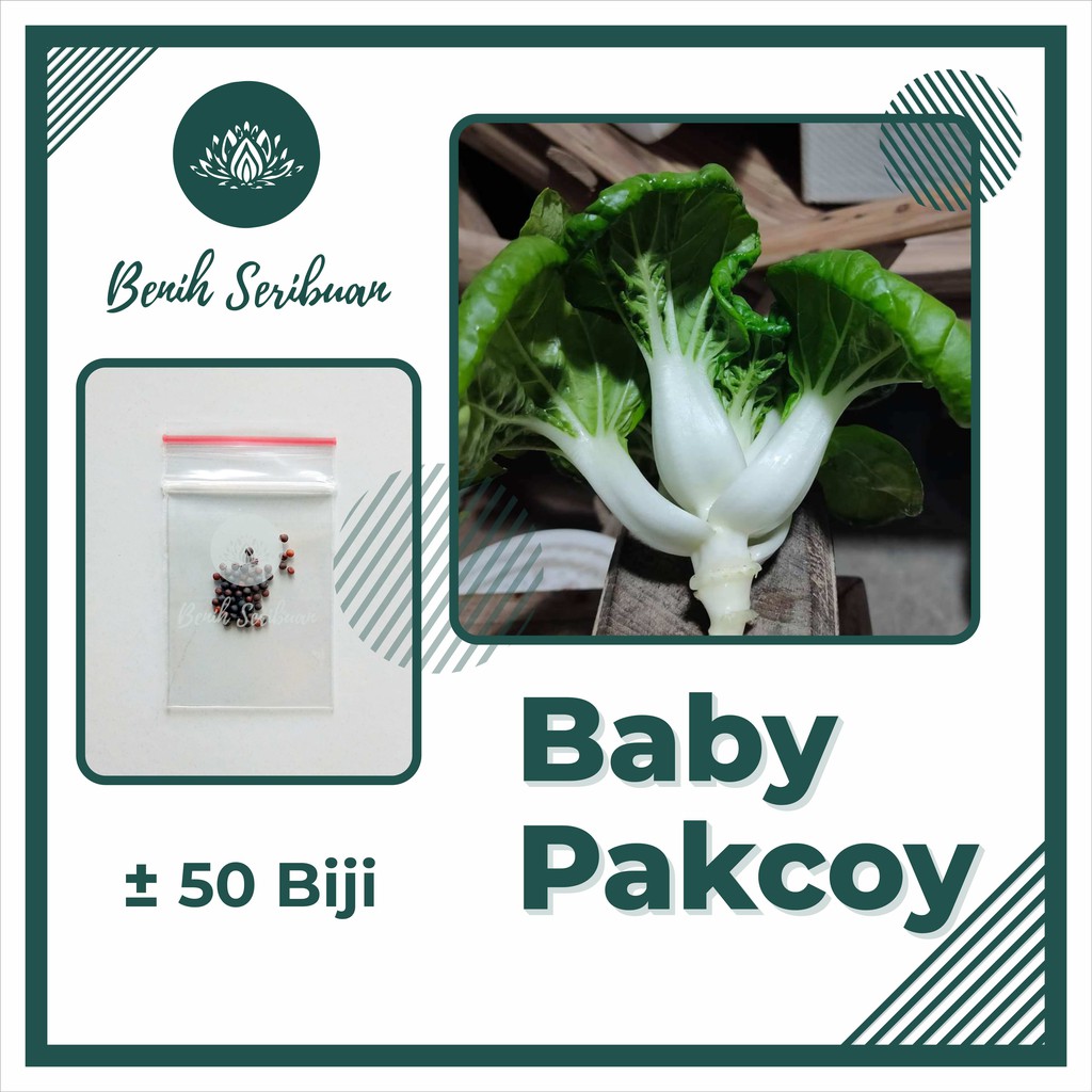 Jual 50 Bibit Sawi Baby Pakcoy Nai Bai Benih Sayuran Mini Toy Choy ...