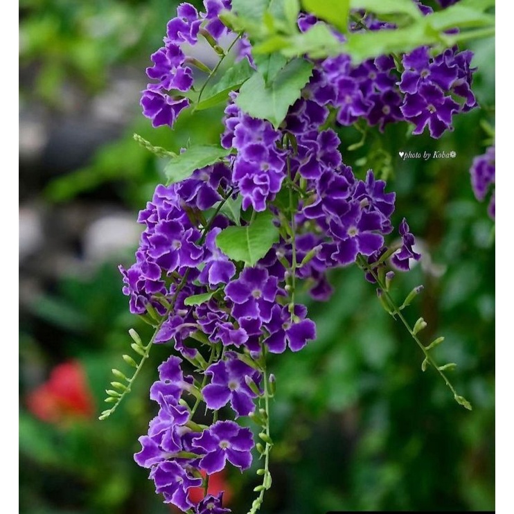 Jual Bunga DURANTA ERECTA UNGU/GOLDEN DEWDROPS UNGU | Shopee Indonesia