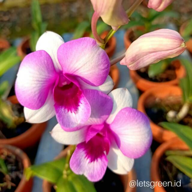 Jual Anggrek Dendrobium Racha (PLANT MINI) | Shopee Indonesia