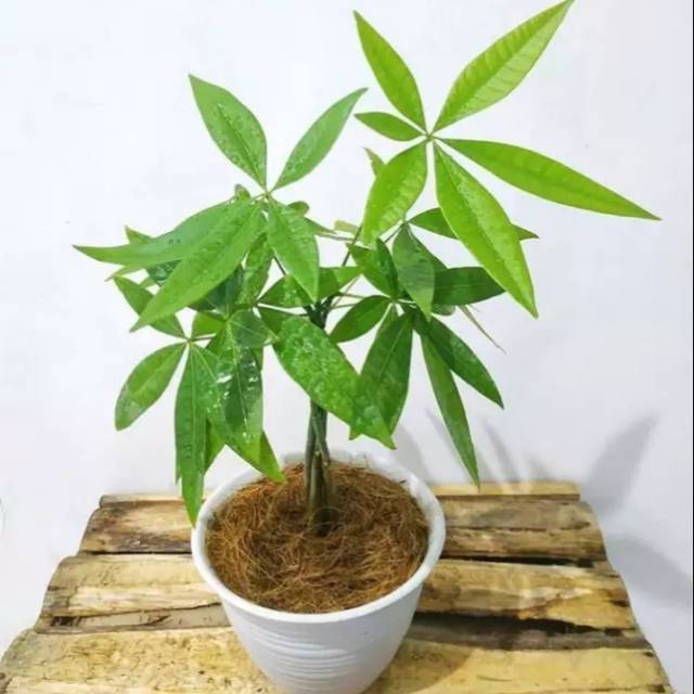 Jual jual pohon pachira - money tree - pohon unik ready stock | Shopee ...