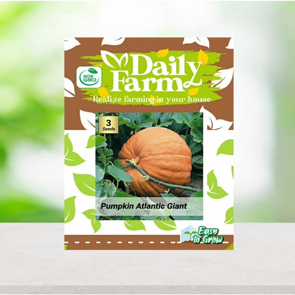 Jual Benih Labu Raksasa - Bibit PUMPKIN ATLANTIC GIANT - Daily Farm ...