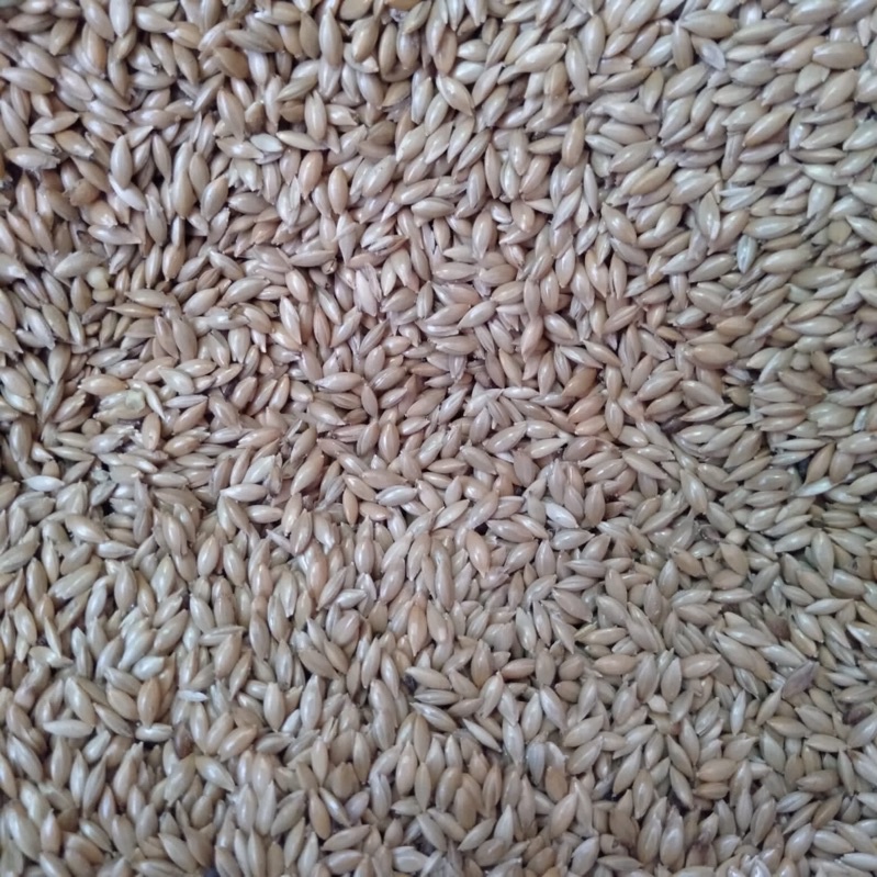 Jual CANARY SEED/KENARI SEED PAKAN BURUNG KENARI BIJIAN FICH 500gram ...