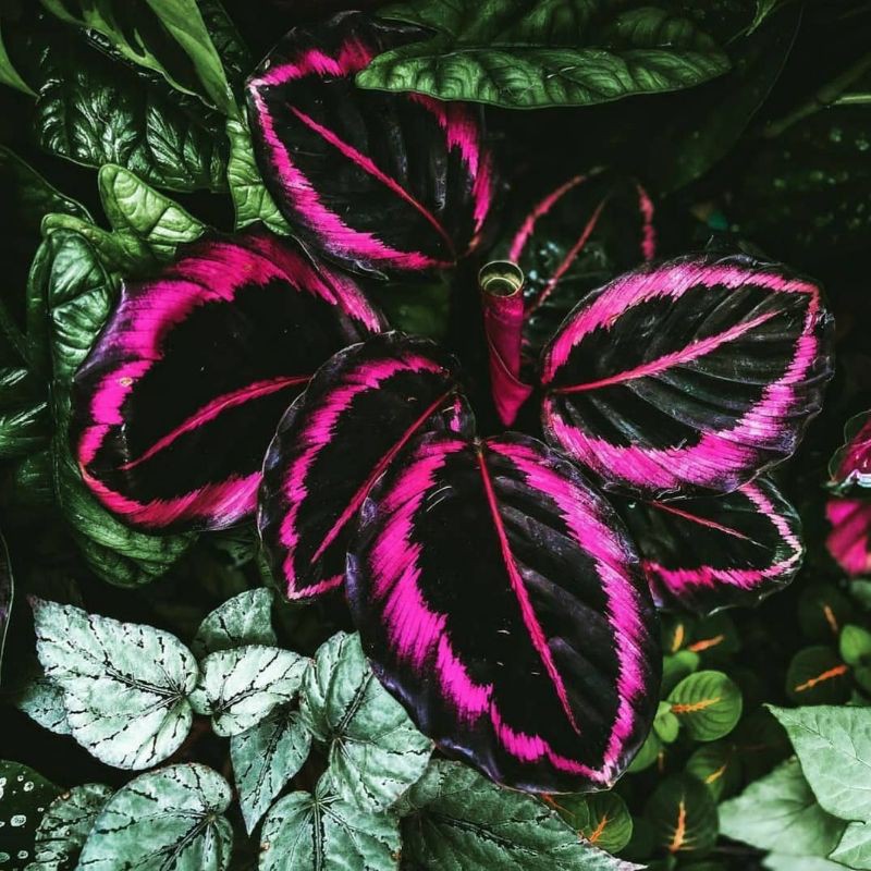 Jual Calathea Princess jessy Murah ( Anakan Calathea princes Jessy ...