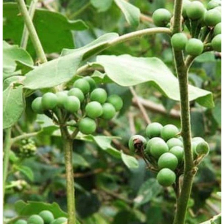 Jual Rimbang/Tekokak 250 gram | Shopee Indonesia