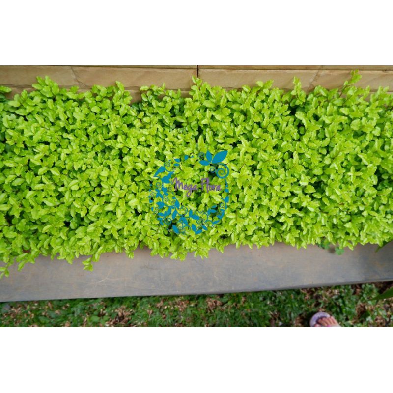 Jual Tanaman Ligustrum Kuning Legastrum Legistrum Bibit Hias Taman ...
