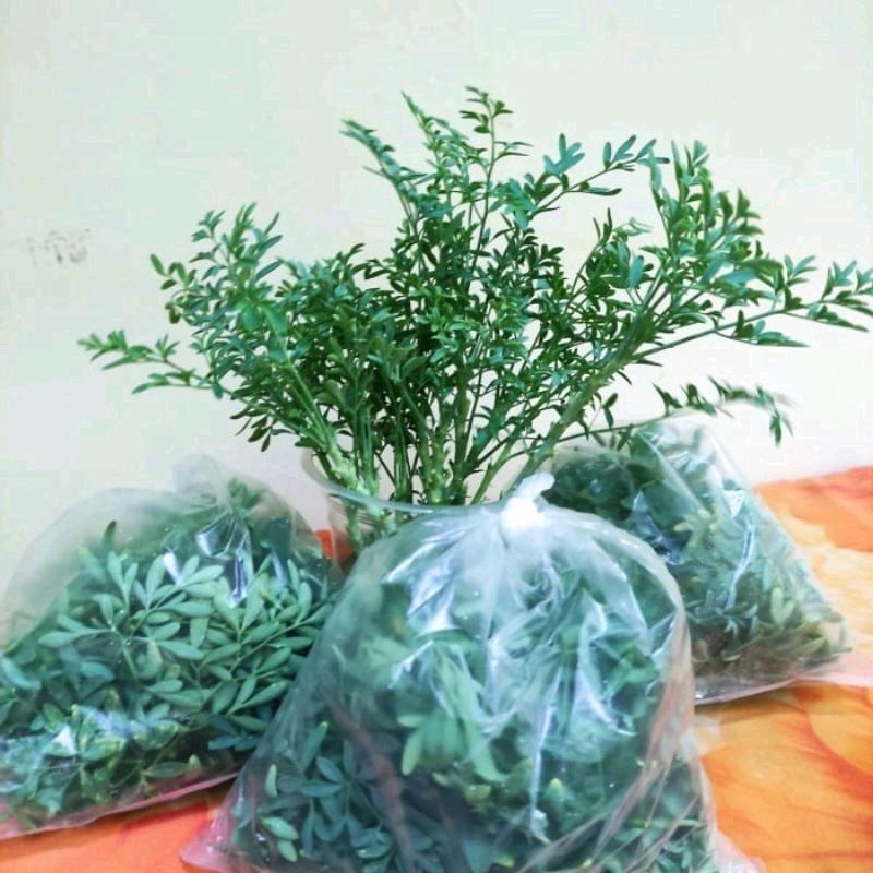 Jual DAUN INGGU / DAUN CHAO CHAO 60gr | Shopee Indonesia