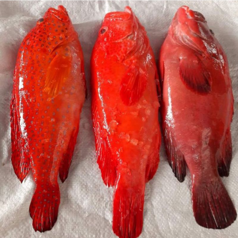 Jual Ikan Kerapu Lodi Kerapu Sunu Premium Hasil Laut Segar Seafood 1 Kg ...